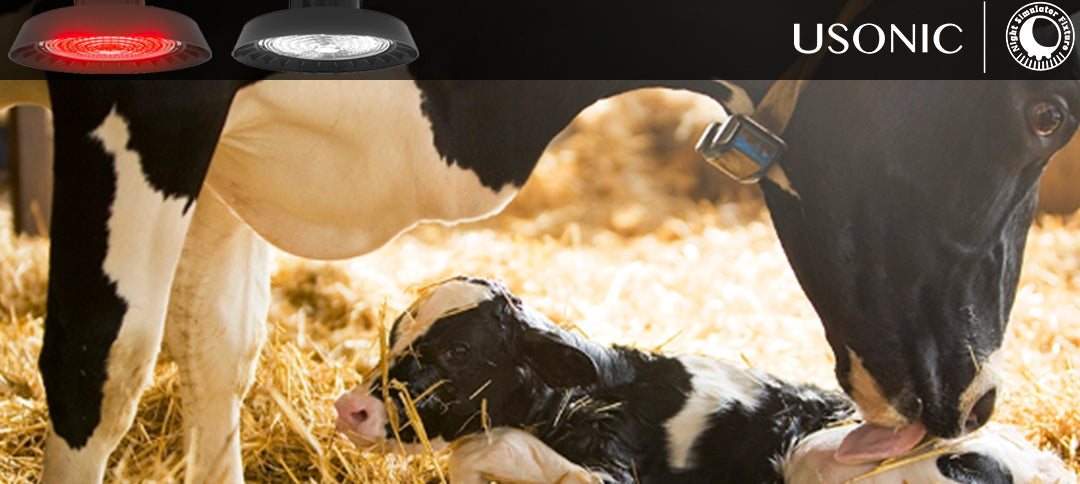 Revolutionize Your Dairy Farm with Cows' Red-White Lights: The ...